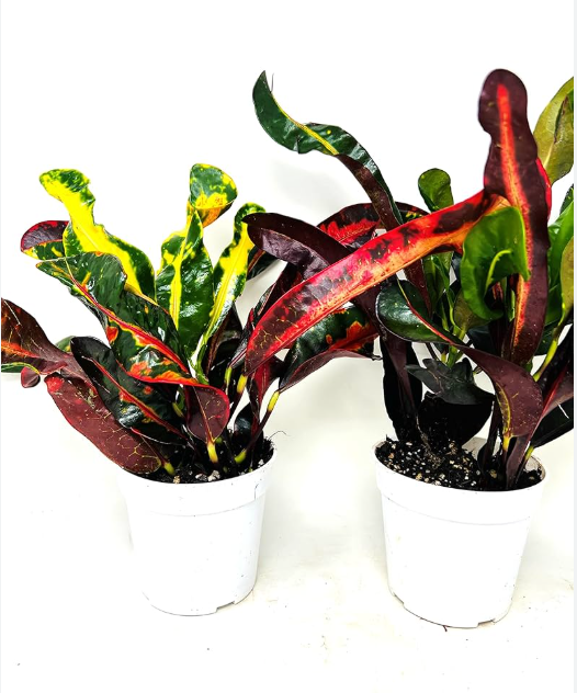 2" Croton Mammy – Shout and About